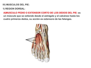 Musculos del MMII (1).pptx