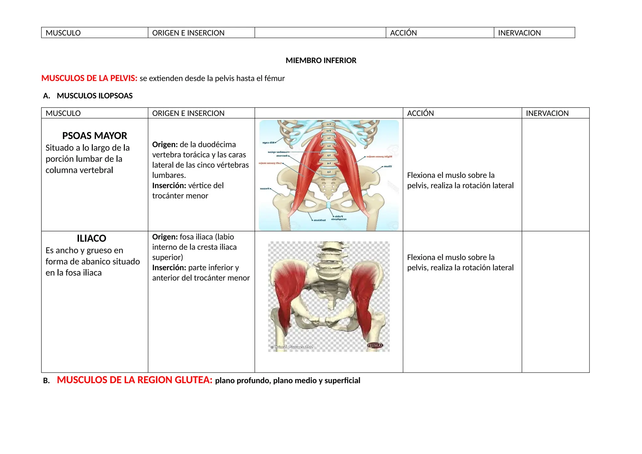 MUSCULOS_DEL_MMII[1] vvvvvvv.hhhhhhhhhhhhhdocx | DOCX