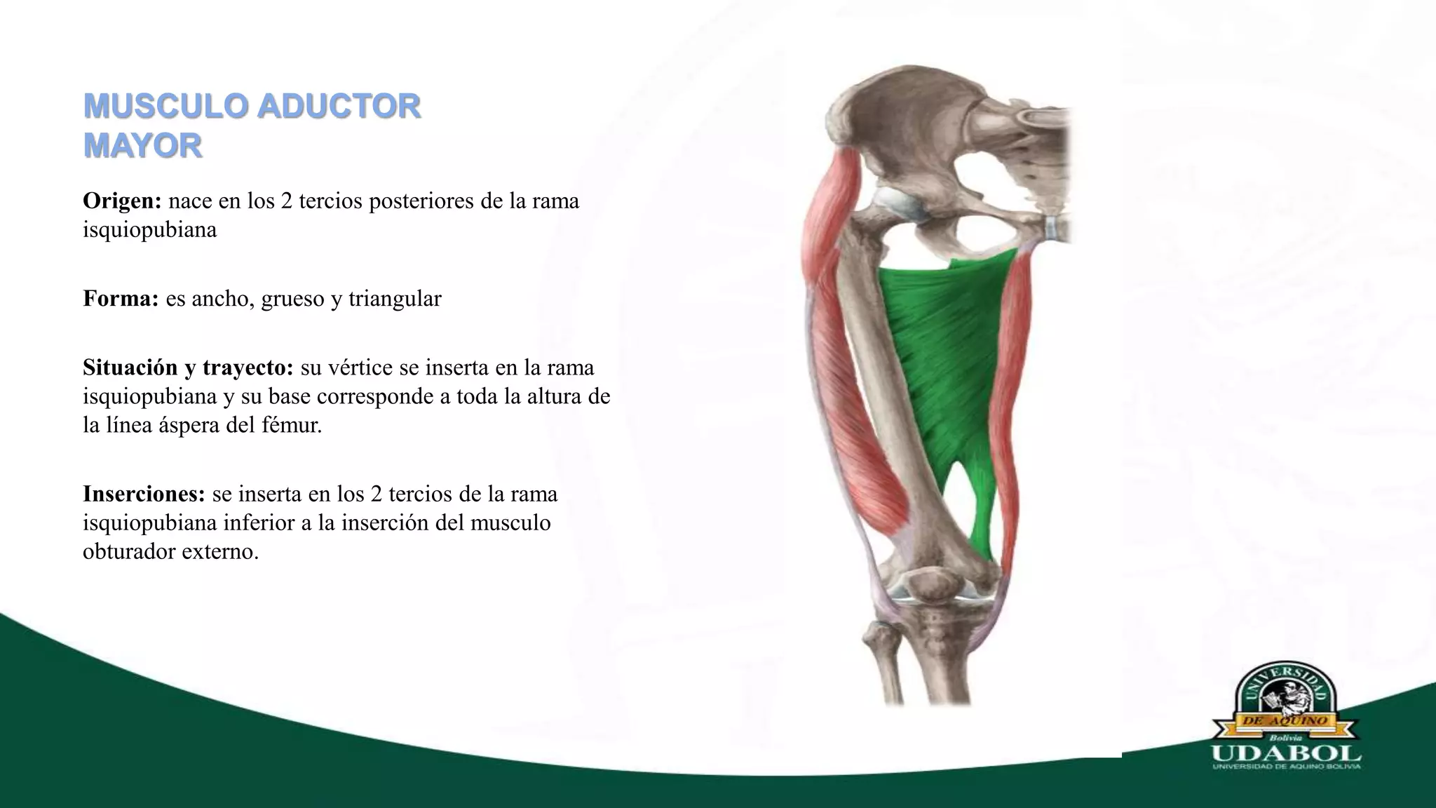 MUSCULOS DEL MUSLO.pptx