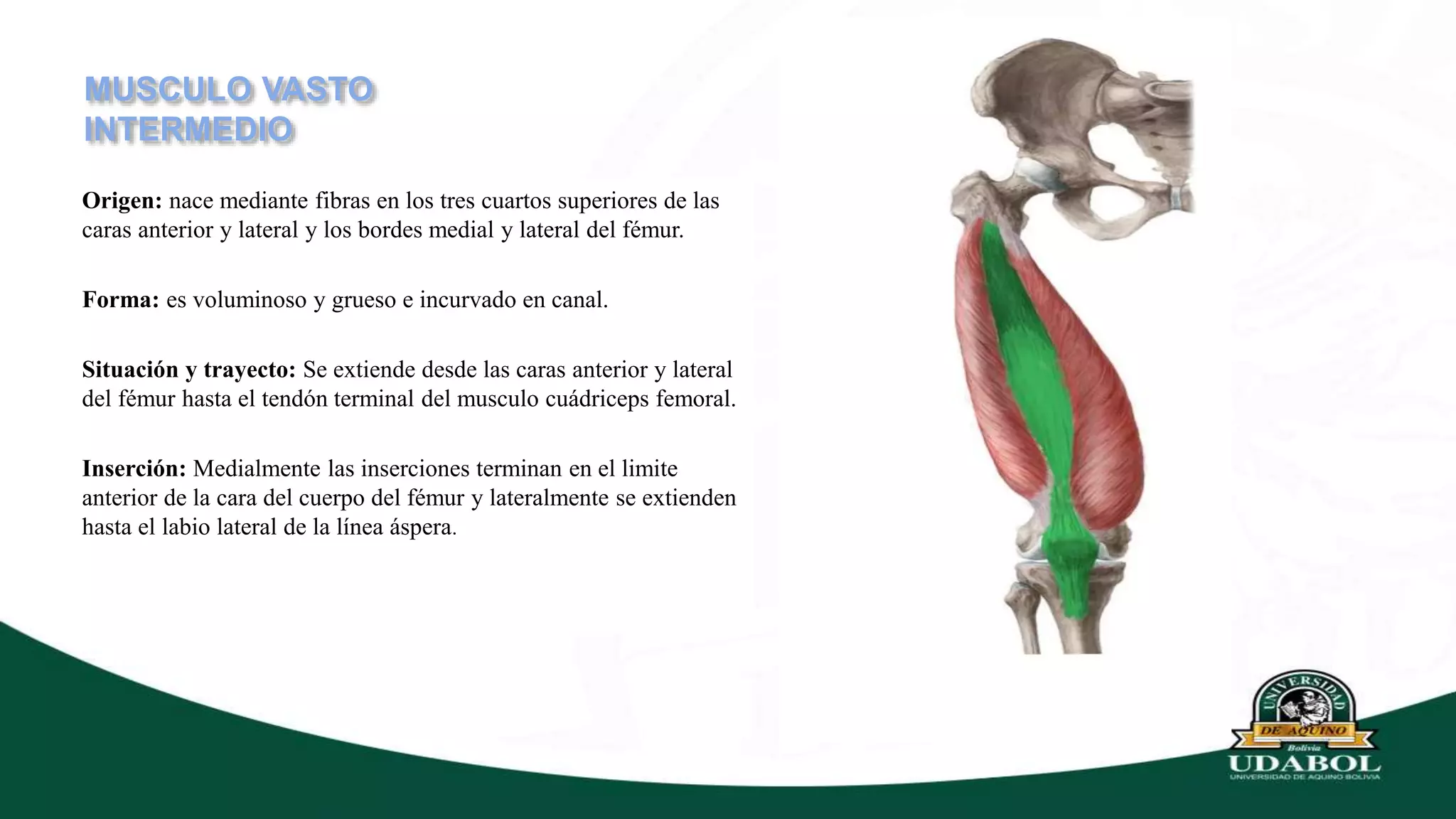 MUSCULOS DEL MUSLO.pptx