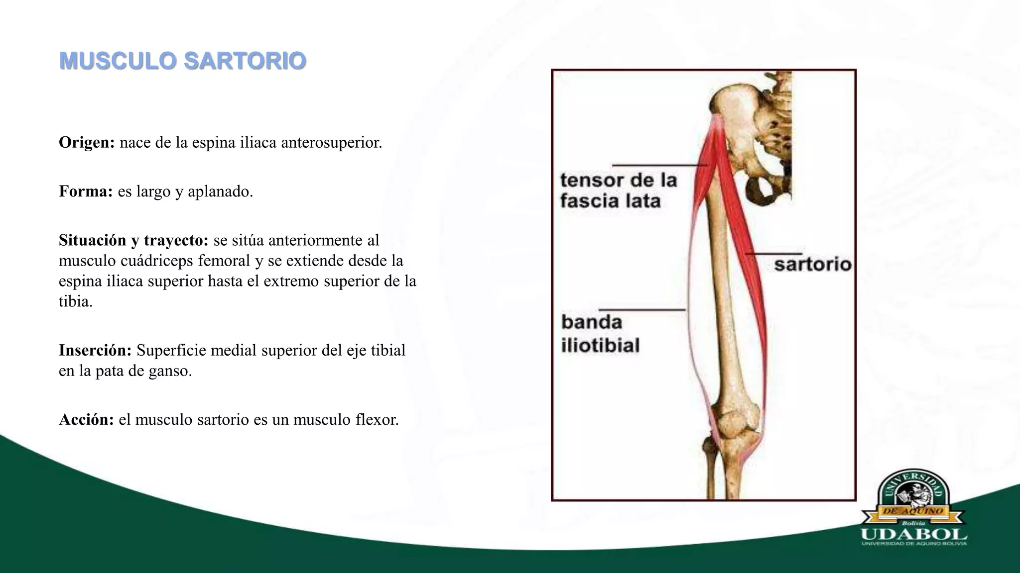 MUSCULOS DEL MUSLO.pptx