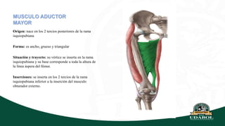 MUSCULOS DEL MUSLO.pptx