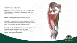 MUSCULOS DEL MUSLO.pptx
