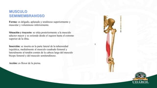 MUSCULOS DEL MUSLO.pptx