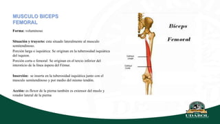 MUSCULOS DEL MUSLO.pptx