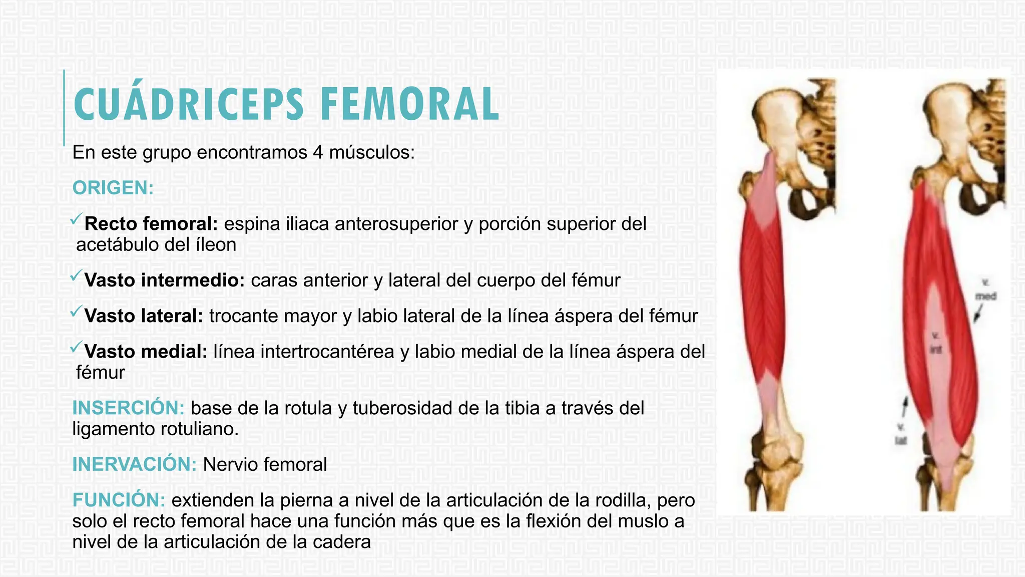 seminario de musculos del muslo anterior.pptx