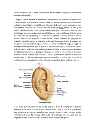 Musculos del oido | DOC