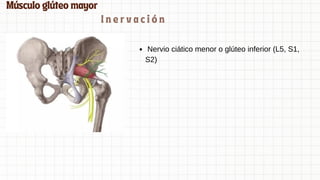 Músculos de los glúteos, irrigacion, insercion e inervación | PDF