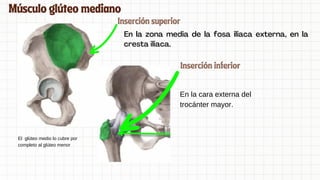 Músculos de los glúteos, irrigacion, insercion e inervación | PDF