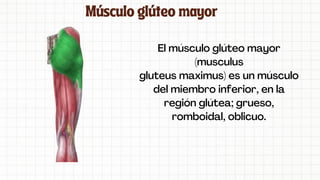 Músculos de los glúteos, irrigacion, insercion e inervación | PDF