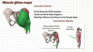 Músculos de los glúteos, irrigacion, insercion e inervación | PDF