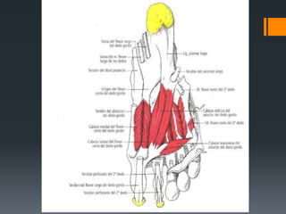 Musculos del pie | PPTX