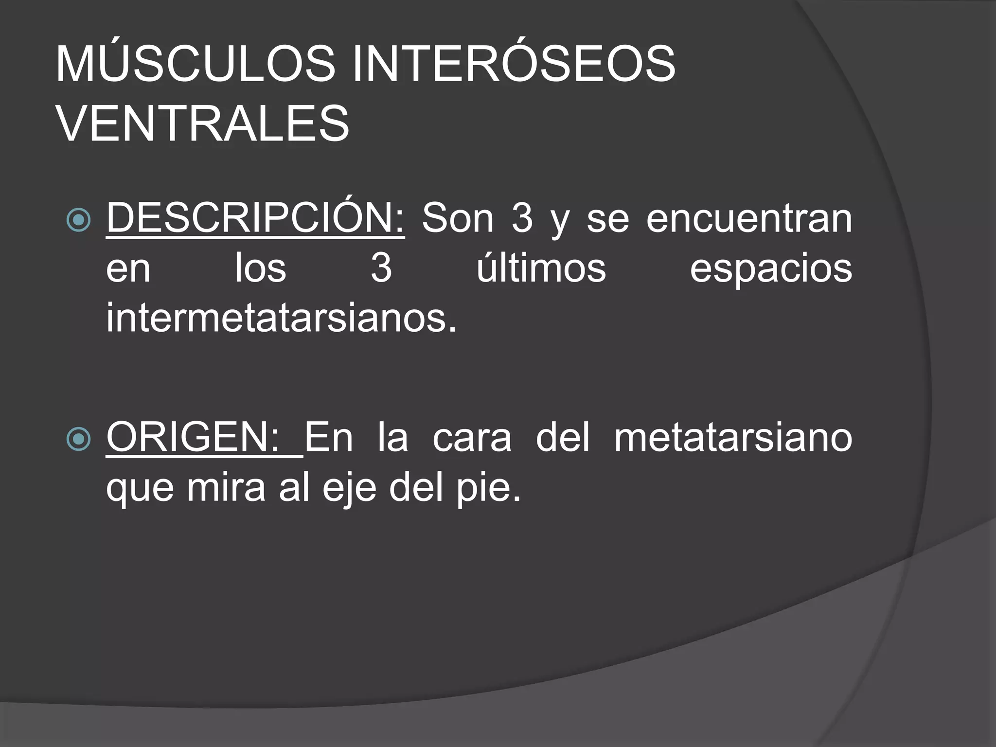Musculos del pie | PPTX