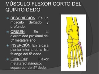 Musculos del pie | PPTX