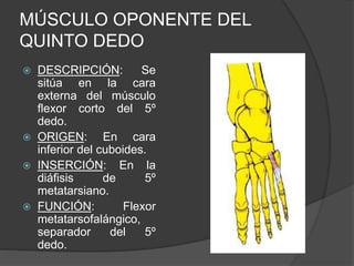 Musculos del pie | PPTX