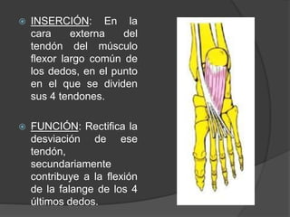 Musculos del pie | PPTX