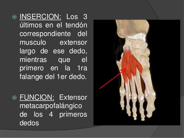 Musculos del pie
