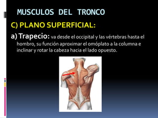 Musculosdeltorax | PPTX