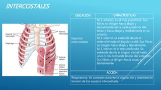 Músculos del torax | PPTX