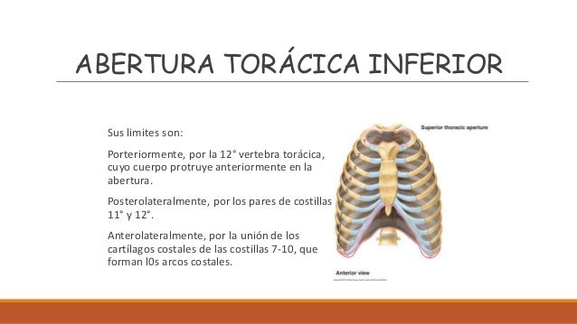 Musculos del torax