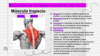 MUSCULOS DEL TORAX.pptxyuggftftydteassdhgerawasfede | PPTX
