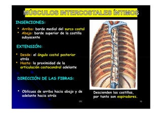 musculos del torax apresentacion de faculdad de med | PPTX