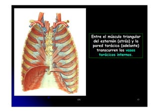 musculos del torax apresentacion de faculdad de med | PPTX