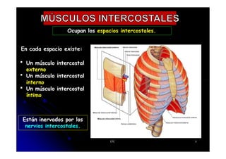 musculos del torax apresentacion de faculdad de med | PPTX