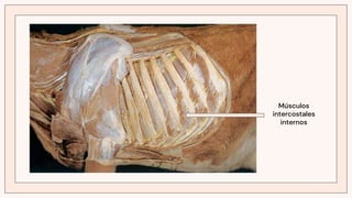 Musculos del torax bovino | PPTX
