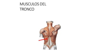 sistema muscular: musculos del torax anterior.pptx