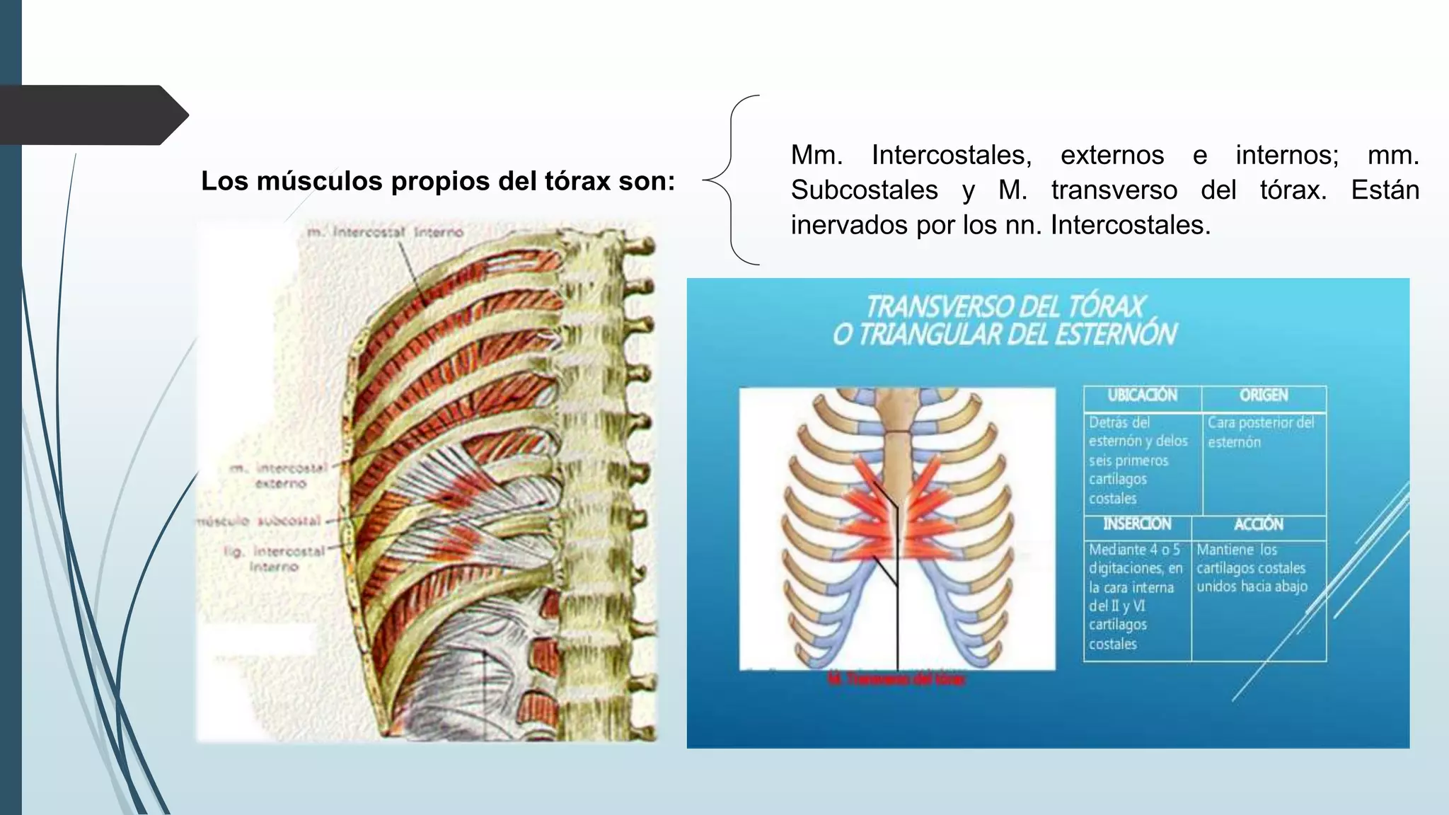 MUSCULOS DEL TORAX UCV.pptx