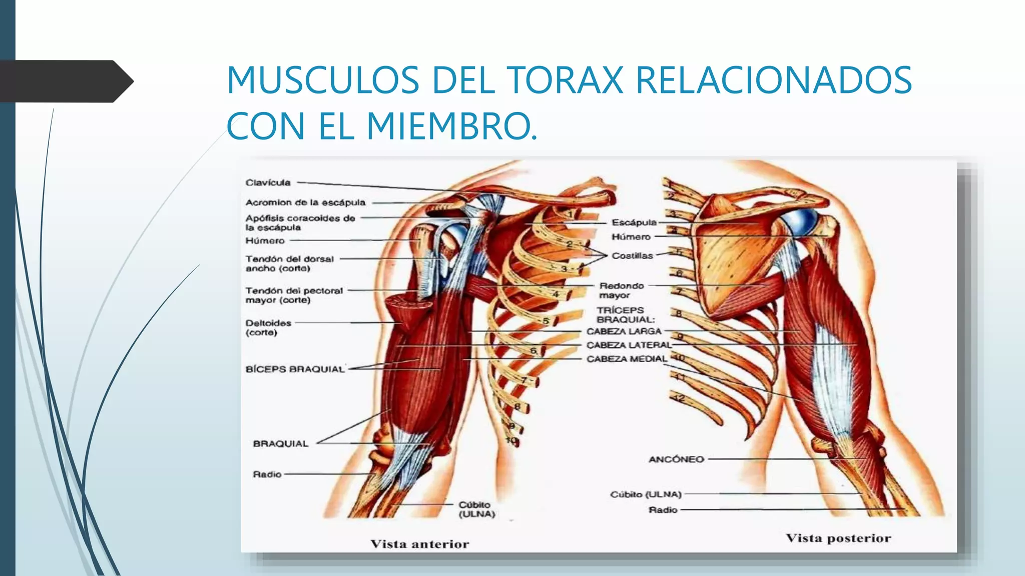 MUSCULOS DEL TORAX UCV.pptx