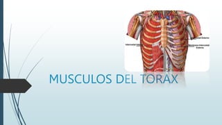 MUSCULOS DEL TORAX UCV.pptx