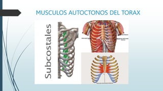 MUSCULOS DEL TORAX UCV.pptx