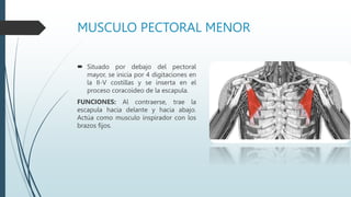 MUSCULOS DEL TORAX UCV.pptx