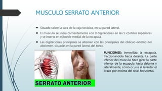 MUSCULOS DEL TORAX UCV.pptx