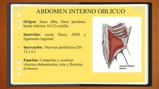 MÚsculos Del Torax Y Abdomen 2pptx 0646
