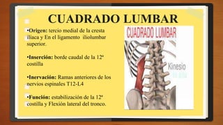 MÚSCULOS DEL TORAX Y ABDOMEN-2.pptx