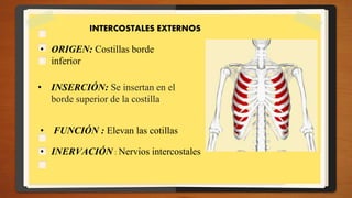 MÚSCULOS DEL TORAX Y ABDOMEN-2.pptx