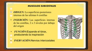 MÚSCULOS DEL TORAX Y ABDOMEN-2.pptx