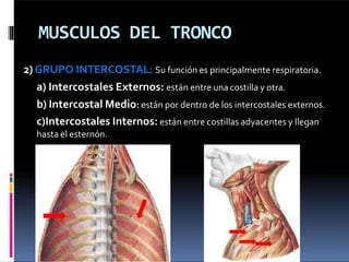 MUSCULOS DEL TORAX Y ABDOMEN.pptx