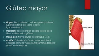 MUSCULOS DEL TREN INFERIOR CONOCIMIENTOS .pdf