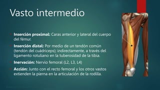 MUSCULOS DEL TREN INFERIOR CONOCIMIENTOS .pptx