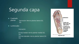 MUSCULOS DEL TREN INFERIOR CONOCIMIENTOS .pptx
