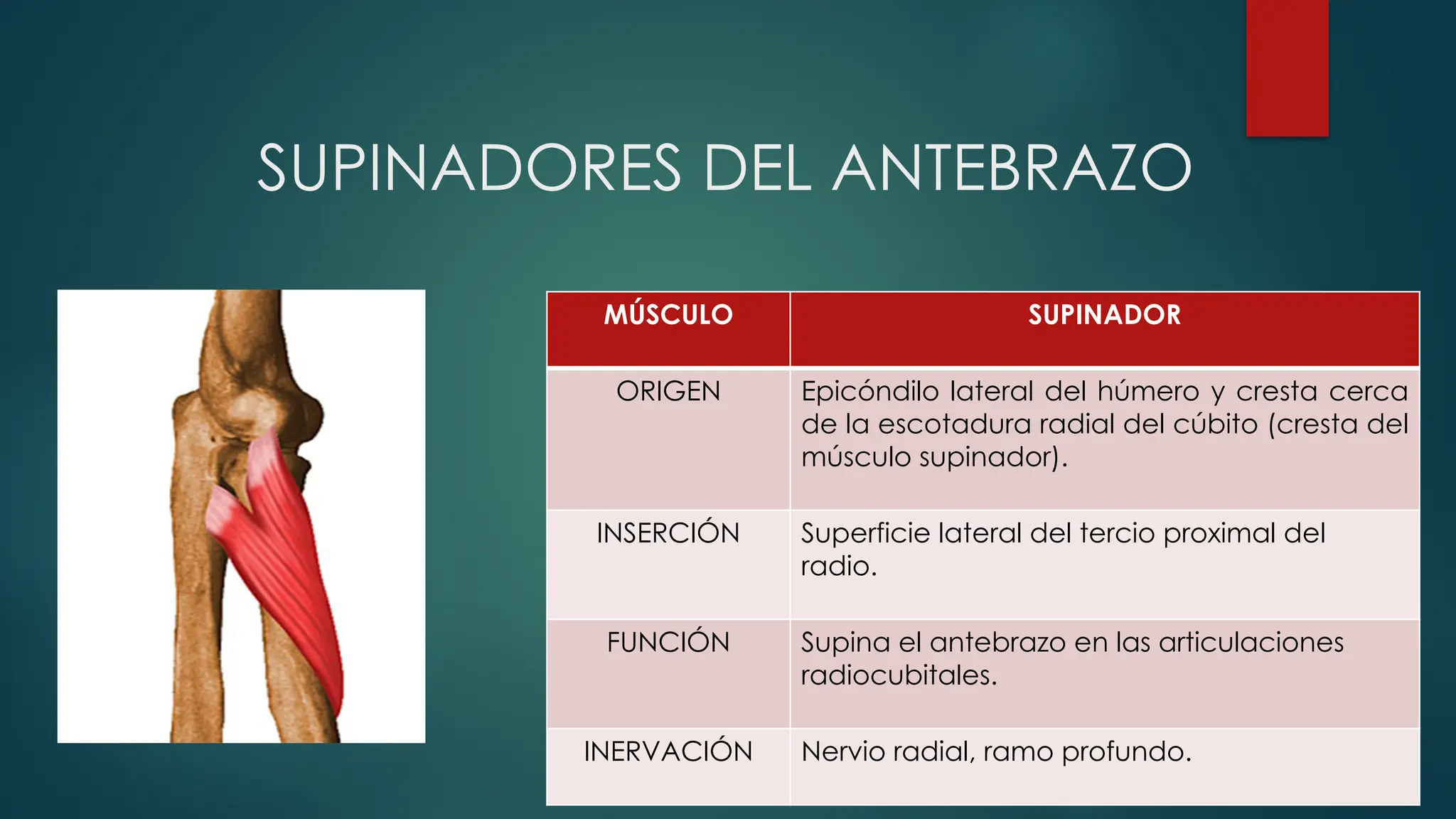 MUSCULOS DEL TREN SUPERIOR CONOCIMIENTOS .pdf