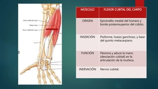 MUSCULOS DEL TREN SUPERIOR CONOCIMIENTOS .pptx