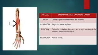 MUSCULOS DEL TREN SUPERIOR CONOCIMIENTOS .pptx