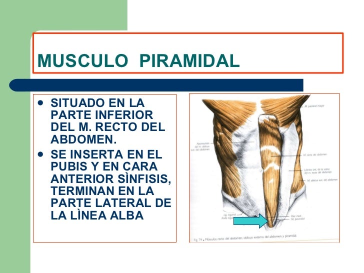Musculo Piramidal Del Abdomen Musculo Piramidal Del Abdomen