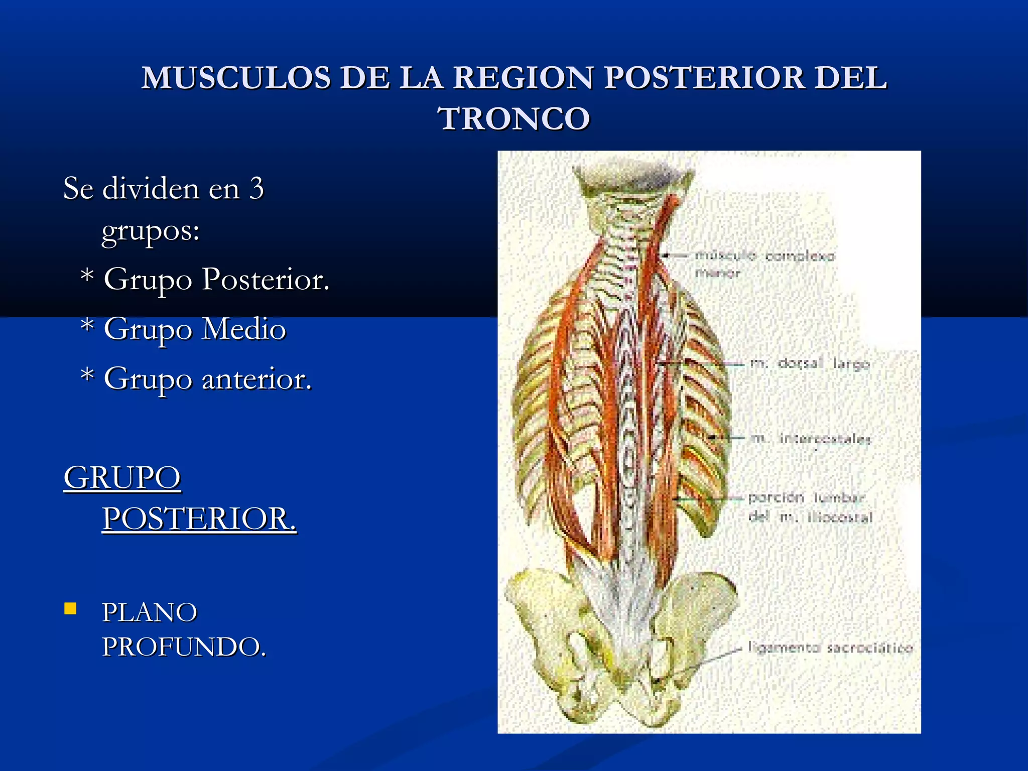 Musculos del tronco | PPT