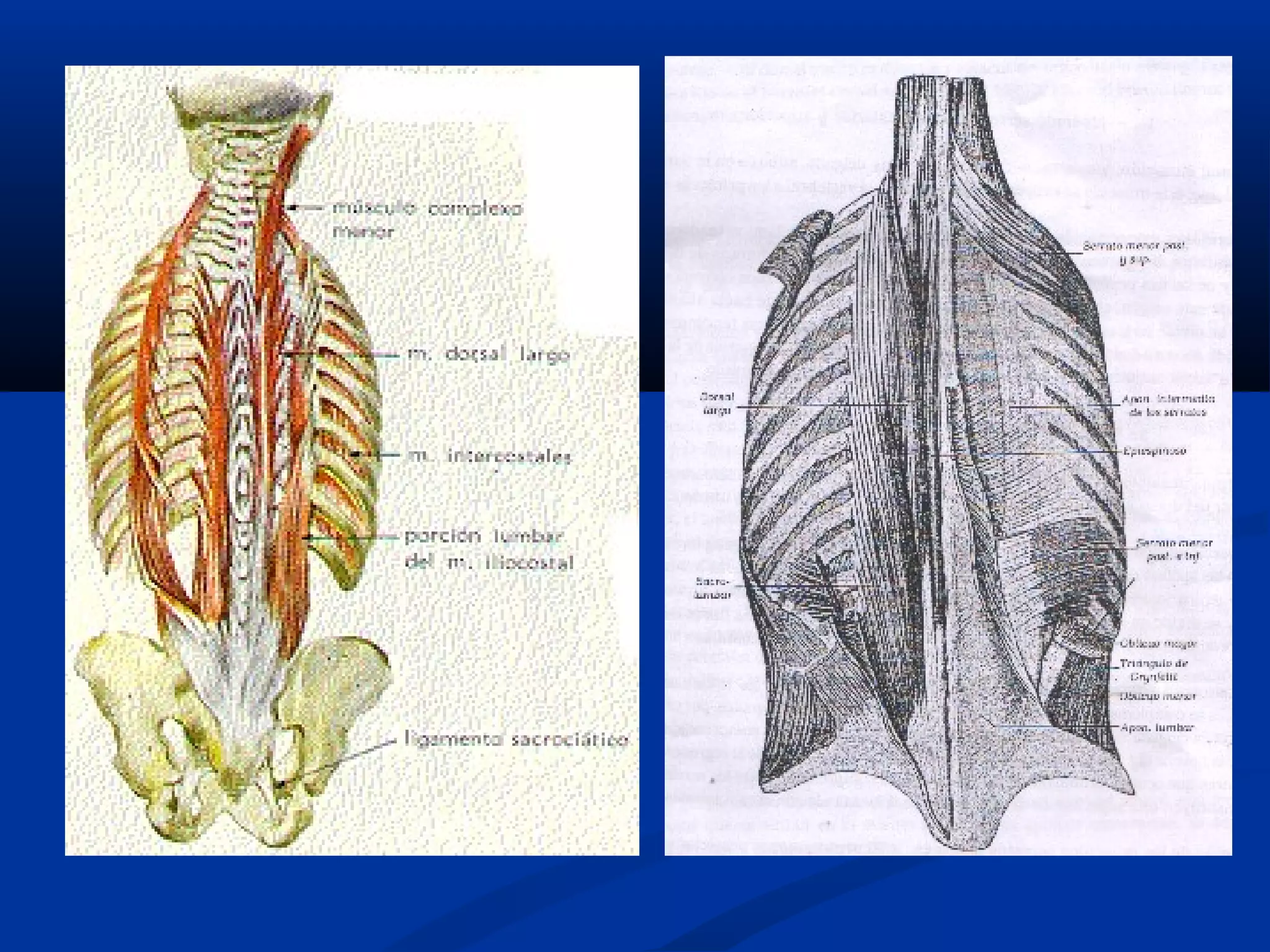Musculos del tronco | PPT